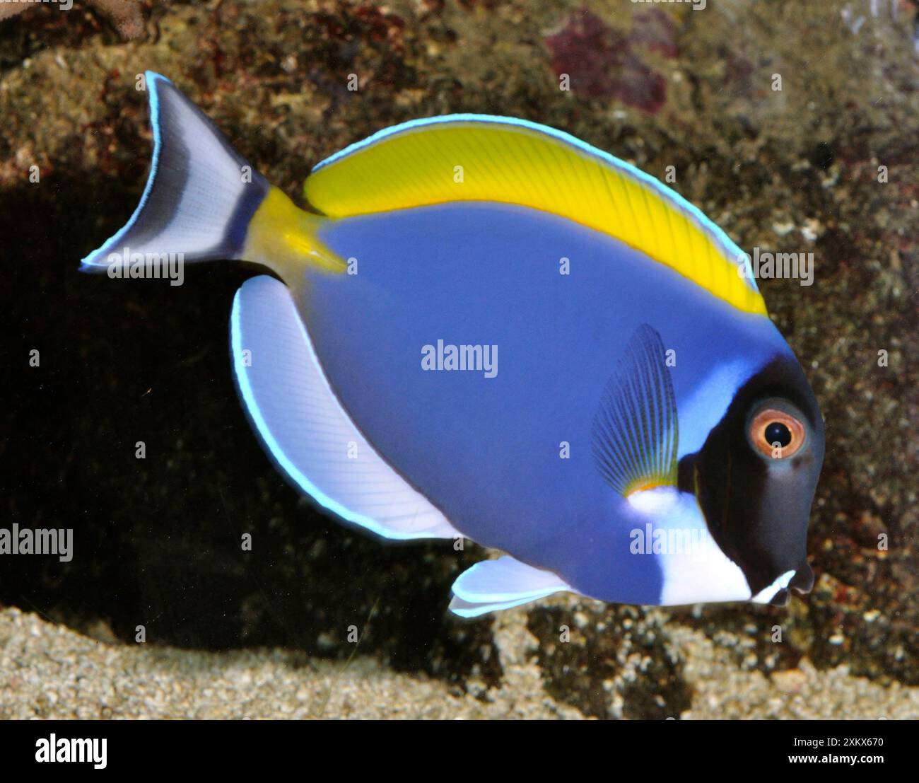 Tang blue hi-res stock photography and images - Alamy