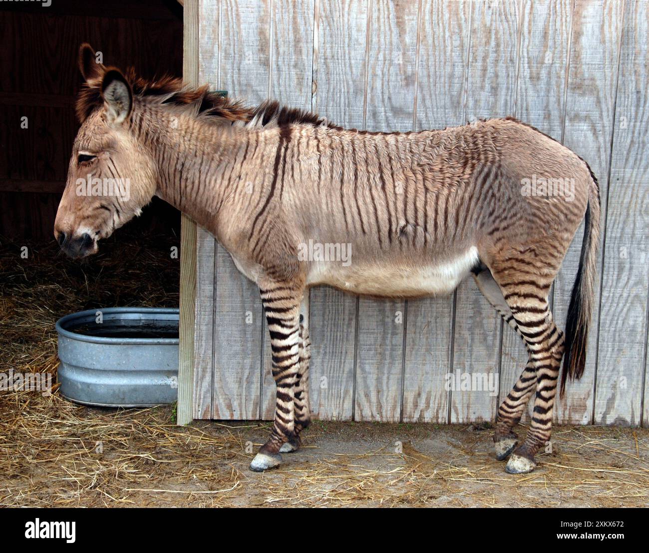 Animal hybrids hi-res stock photography and images - Alamy Animal hybrids hi-res stock photography and images - Alamy