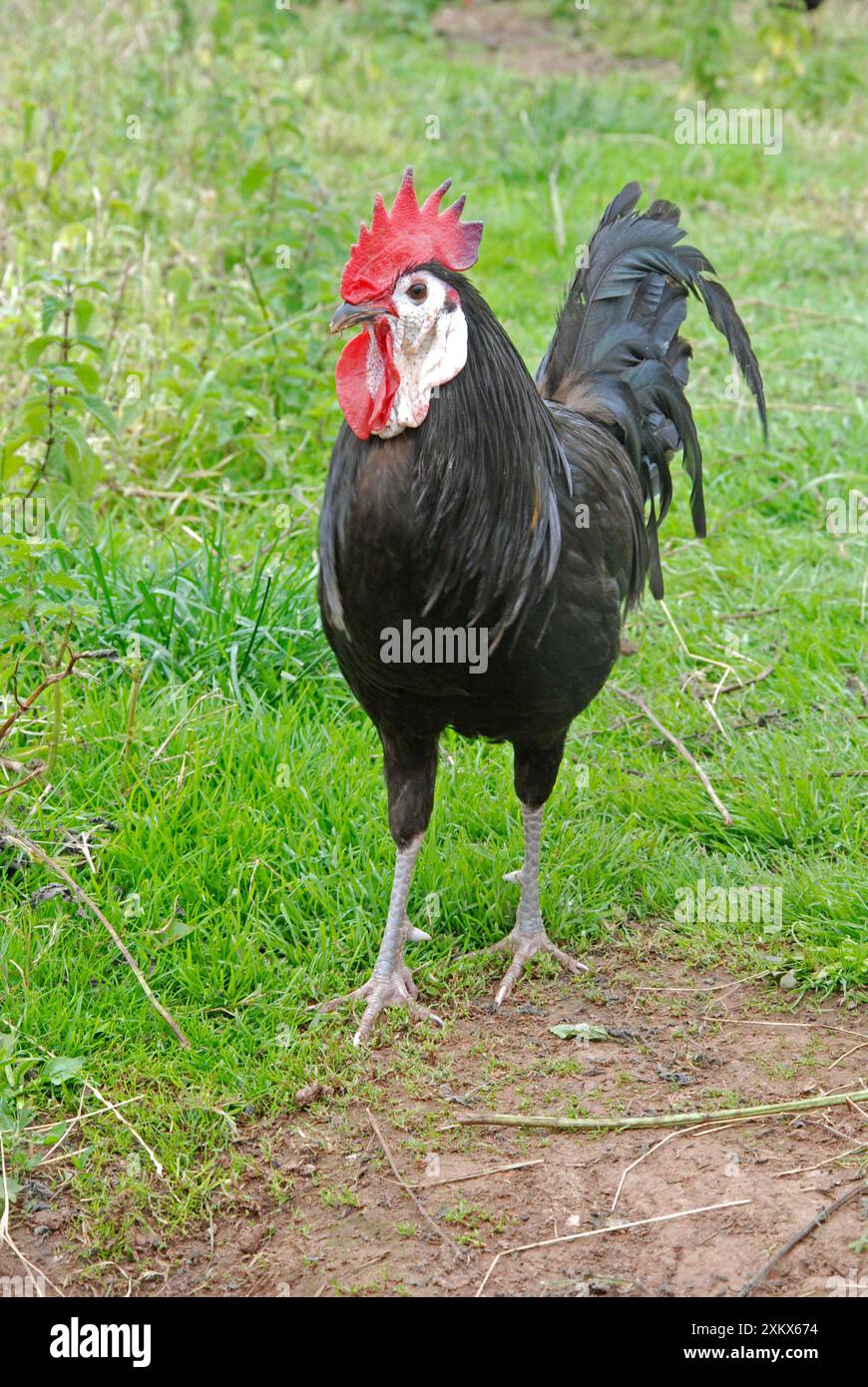 White-faced Black Spanish Fowl - male - rare breed Stock Photo - Alamy