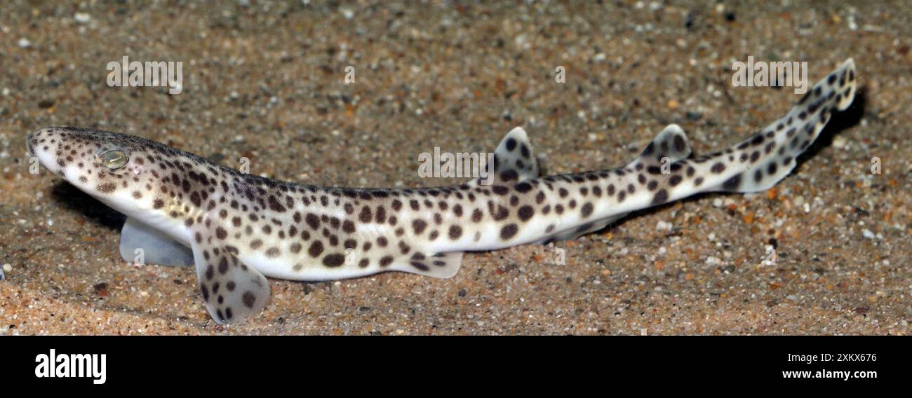 Lesser Spotted Dogfish Stock Photo - Alamy