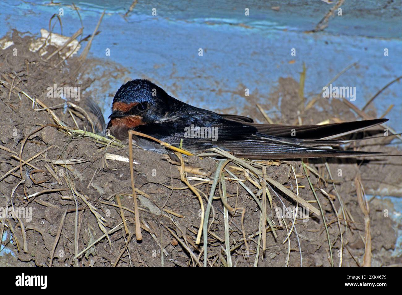 Barn Swallow - nesting Stock Photo - Alamy