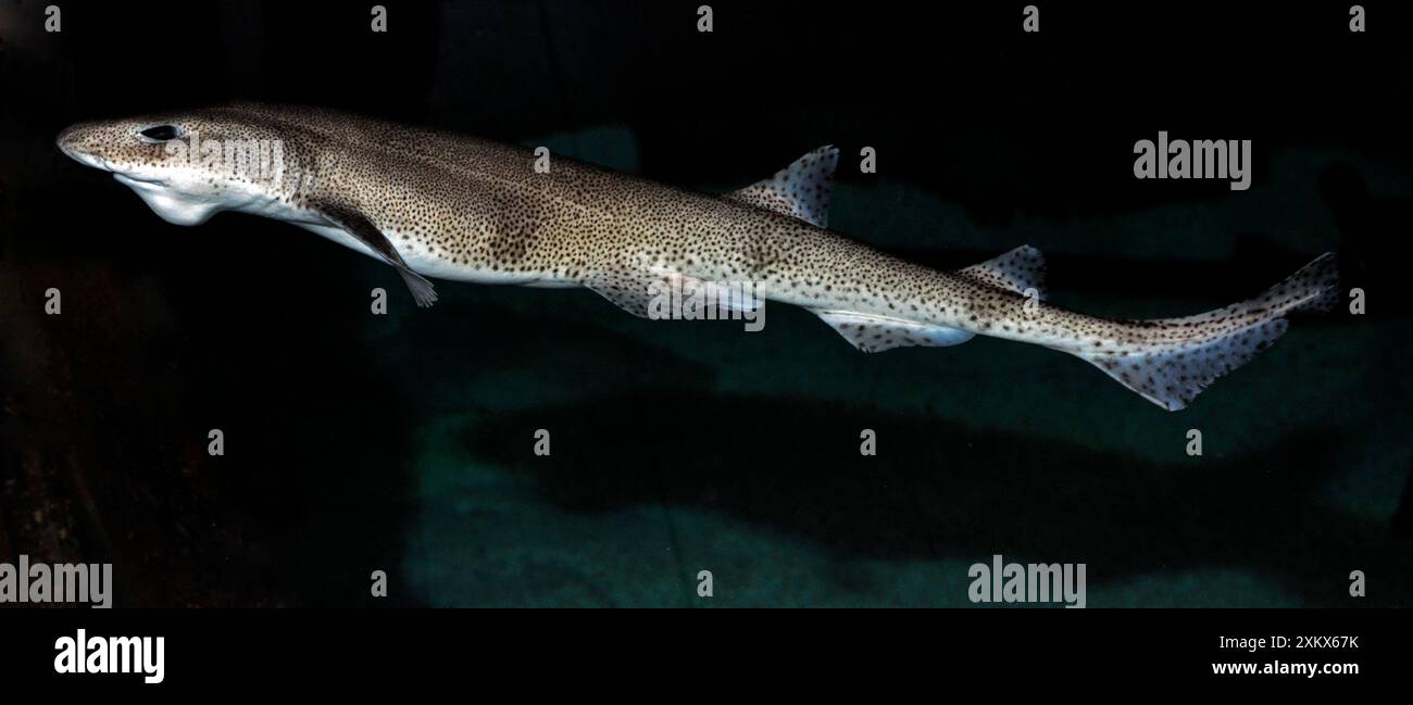 Lesser Spotted Dogfish Stock Photo - Alamy
