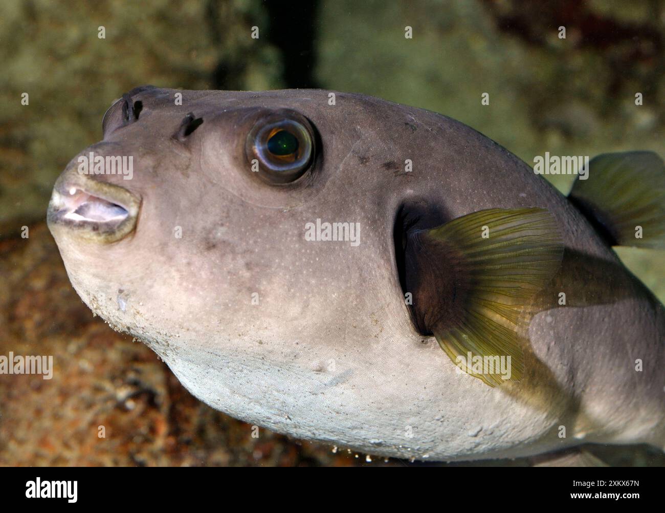 Black Spotted Puffer, coastal reefs and shallow Stock Photo - Alamy