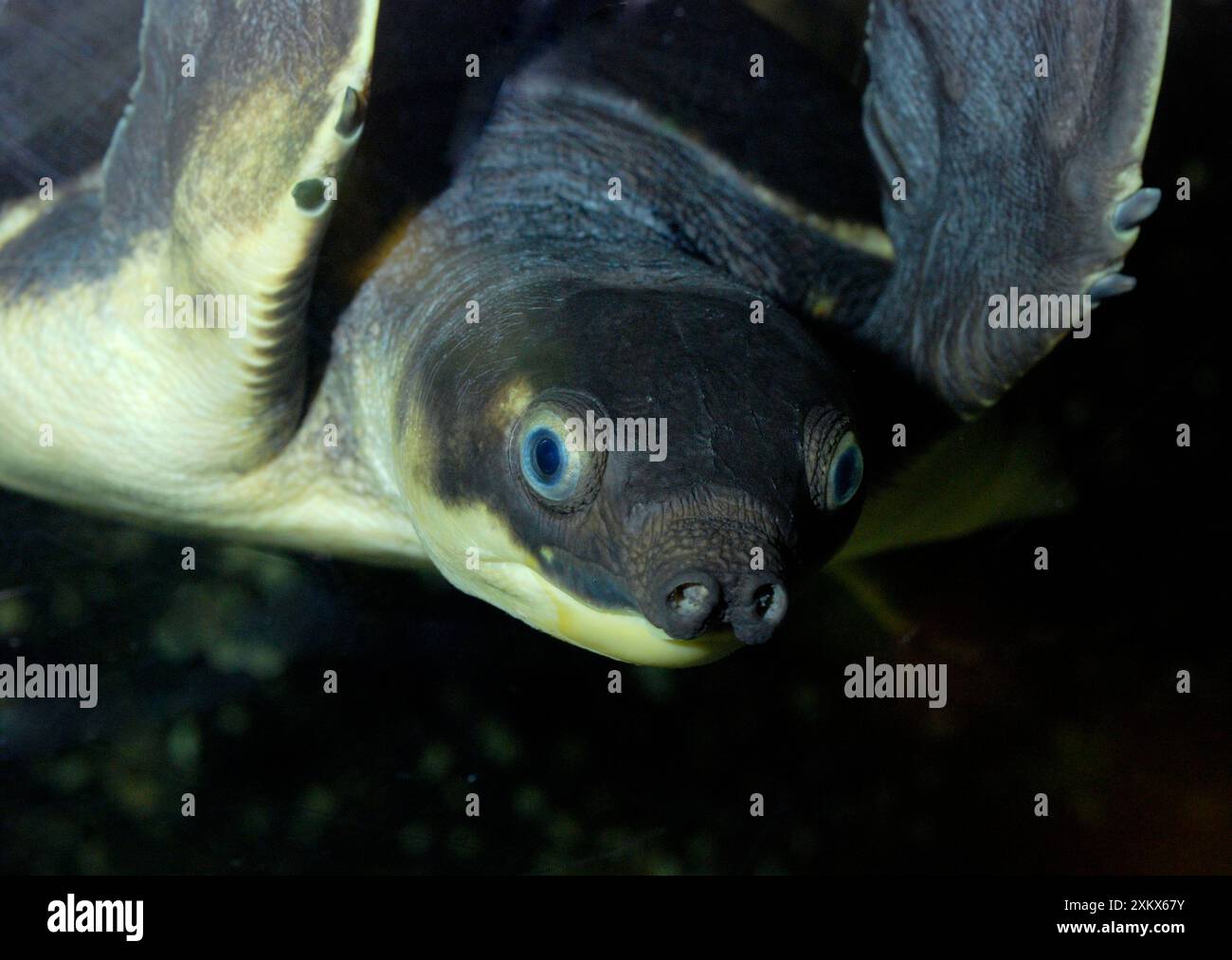 Fly river turtle hi-res stock photography and images - Alamy