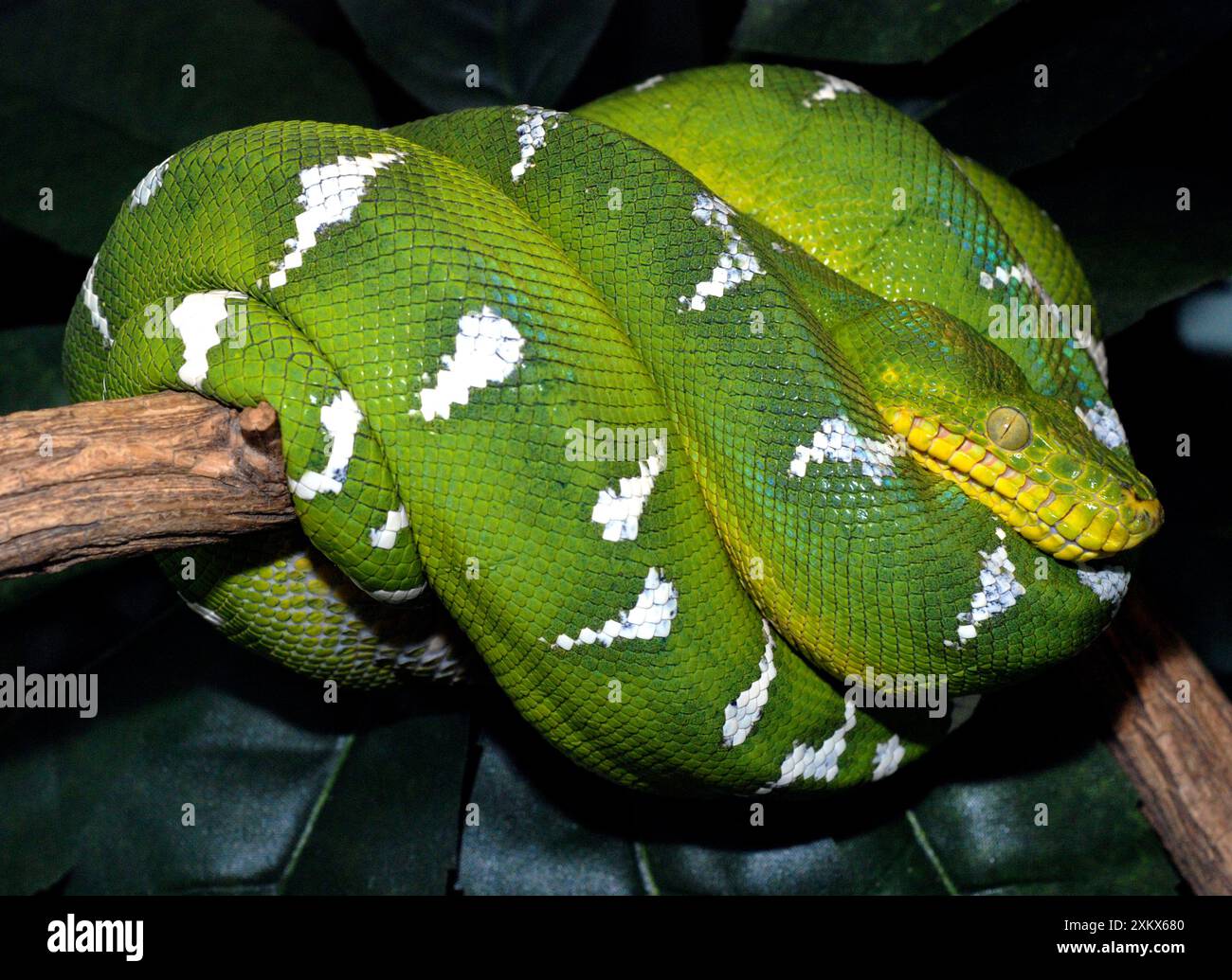 Emerald tree boas hi-res stock photography and images - Alamy