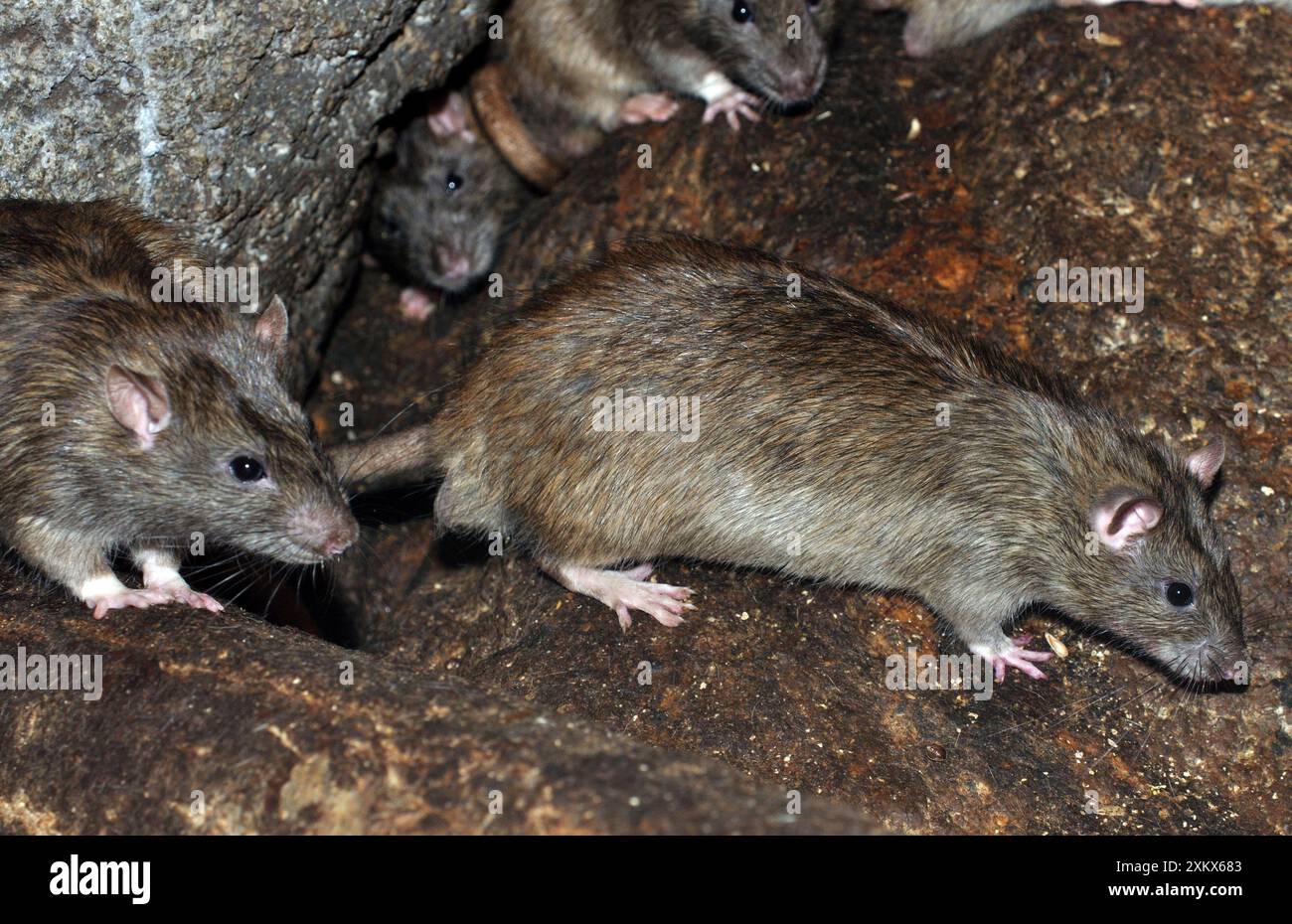 Brown / Common / Norway Rat Stock Photo - Alamy