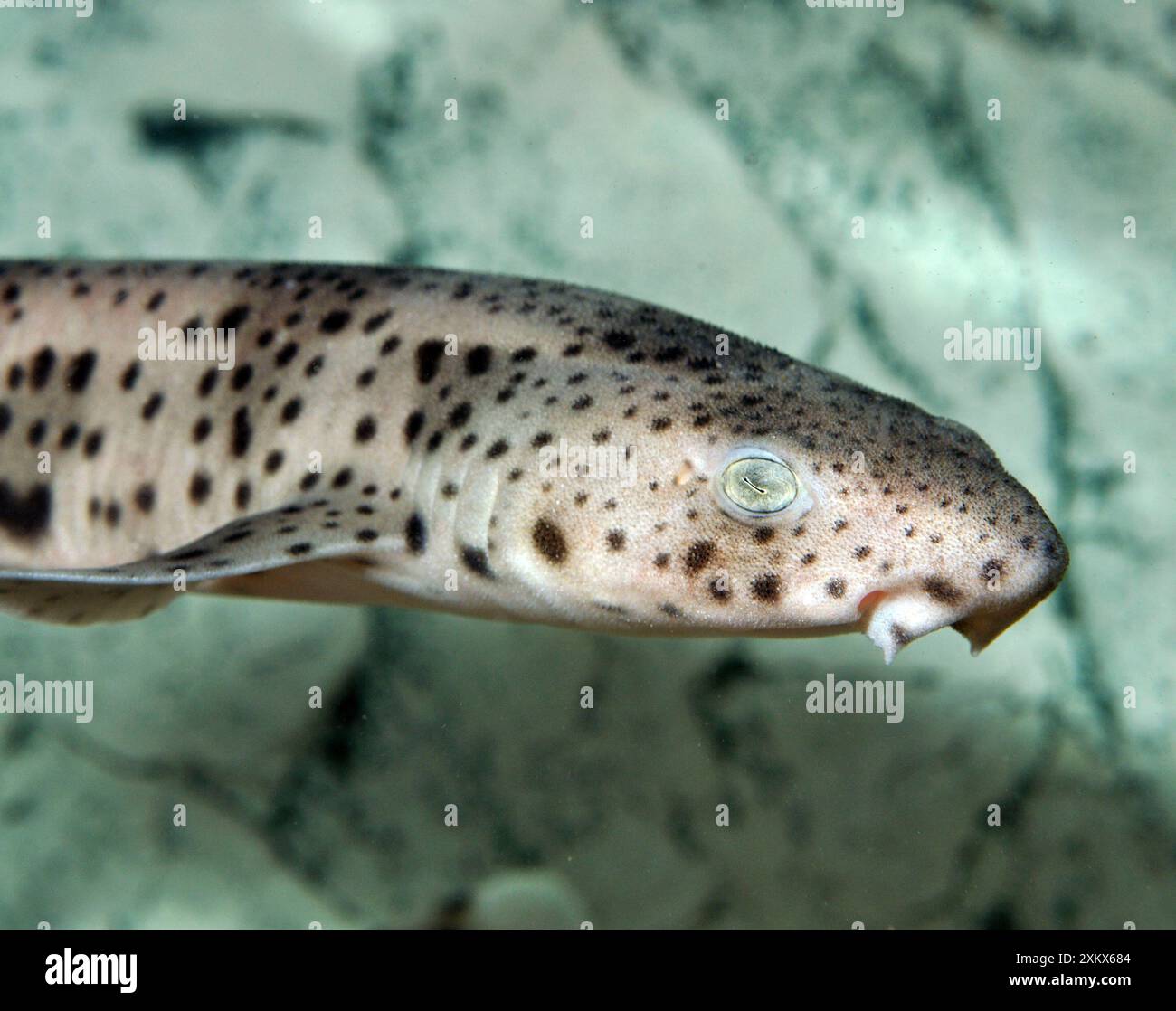 Small spotted dog fish hi-res stock photography and images - Alamy