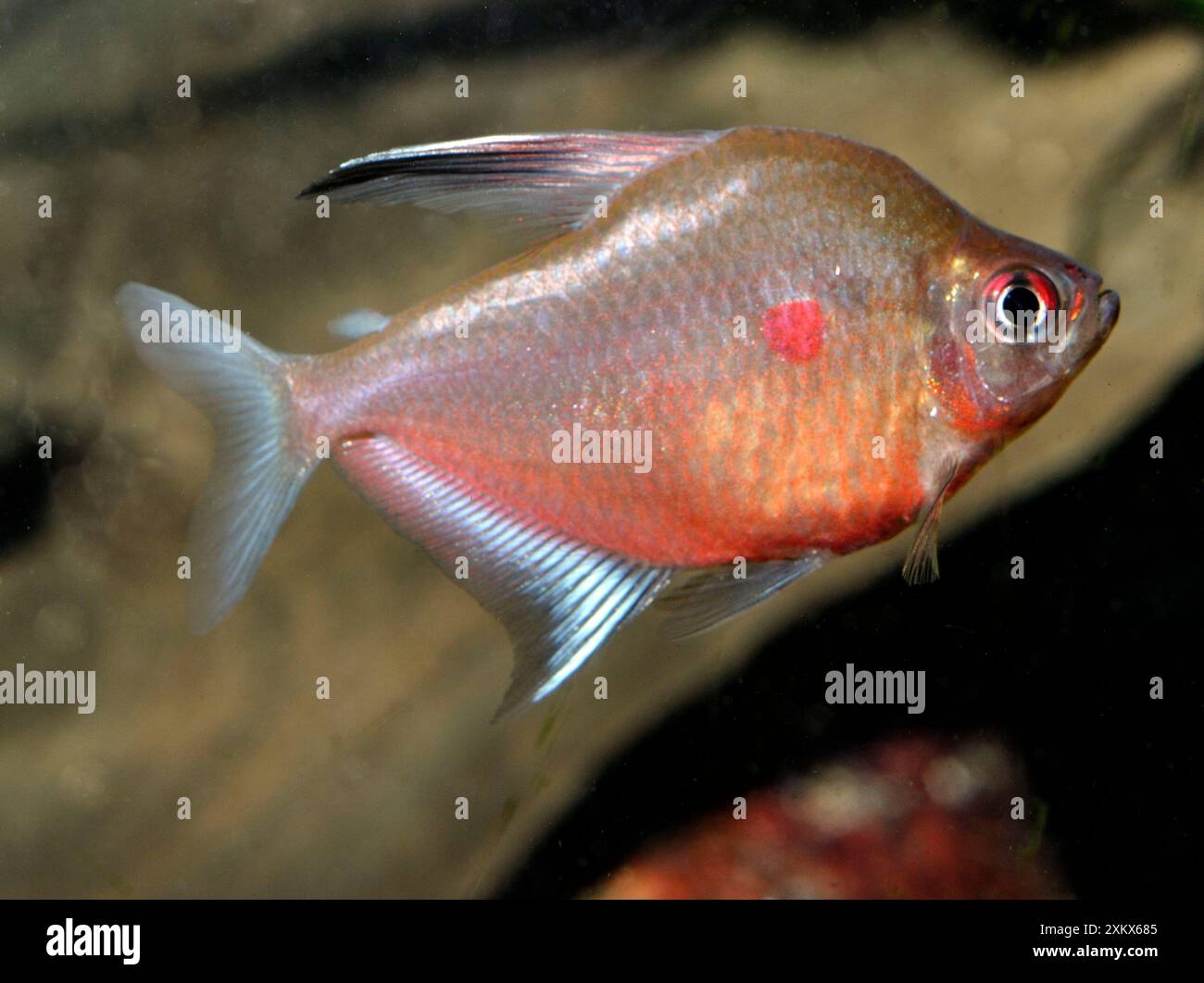 Wildlife with heart hi-res stock photography and images - Alamy