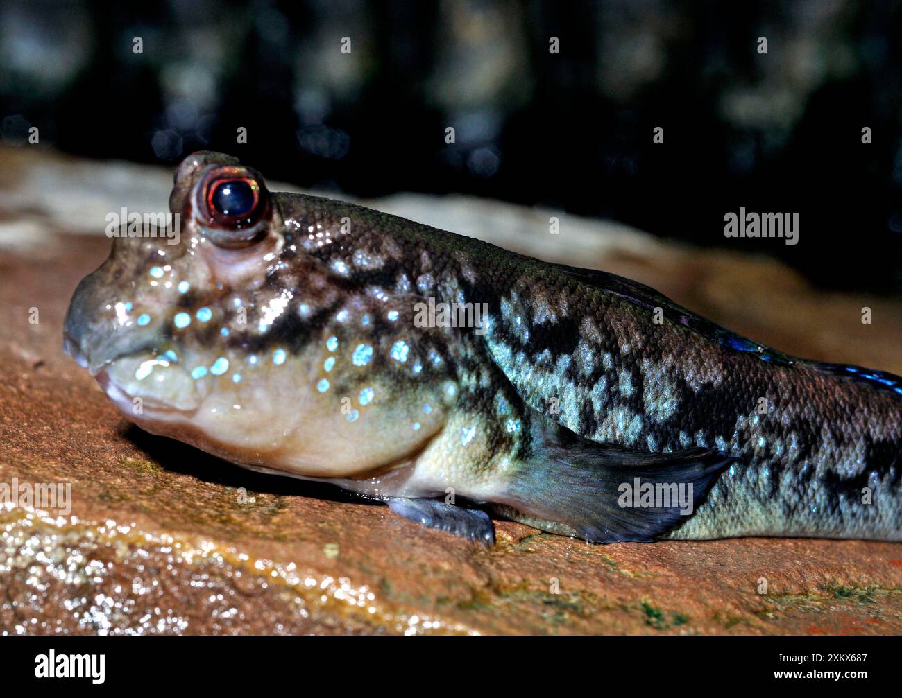 Mudskipper or amphibious fish hi-res stock photography and images - Alamy