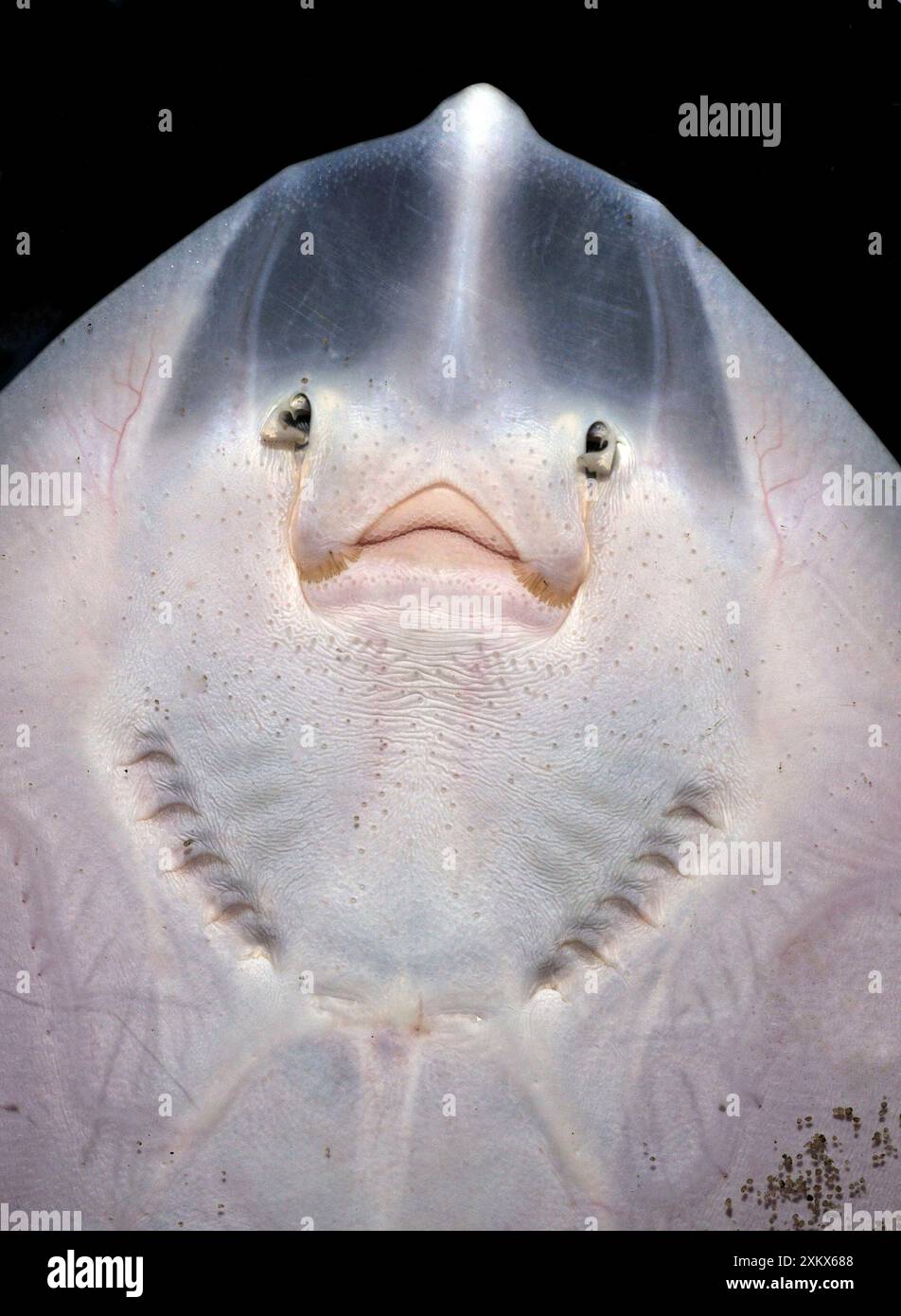 Small Ray, probably Spotted Ray, seen from below Stock Photo - Alamy