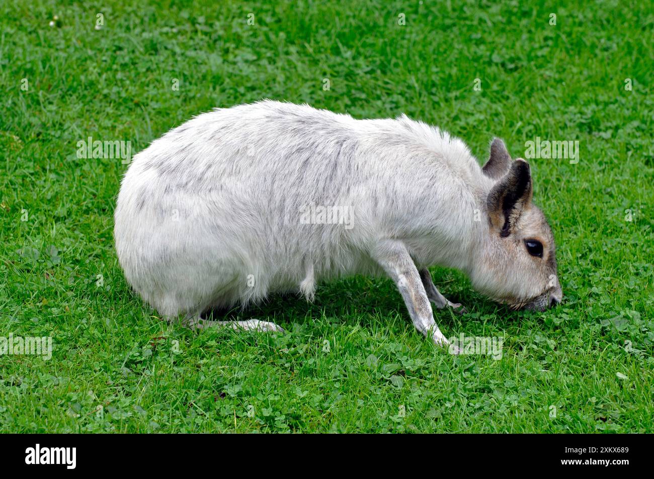 Variant hi-res stock photography and images - Alamy