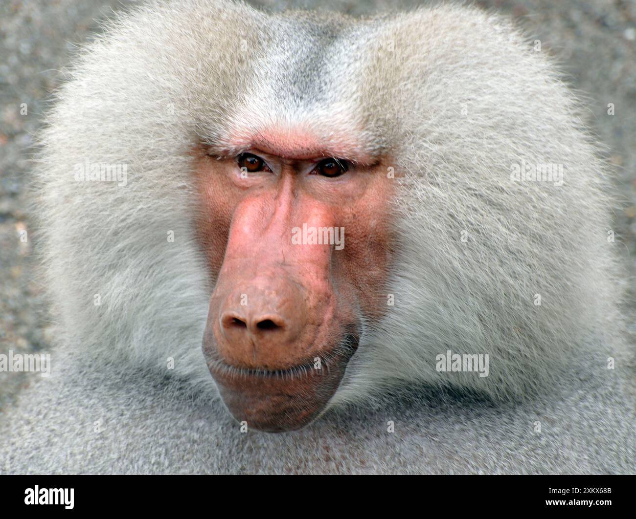 Hamadryas baboon sacred papio hi-res stock photography and images - Alamy
