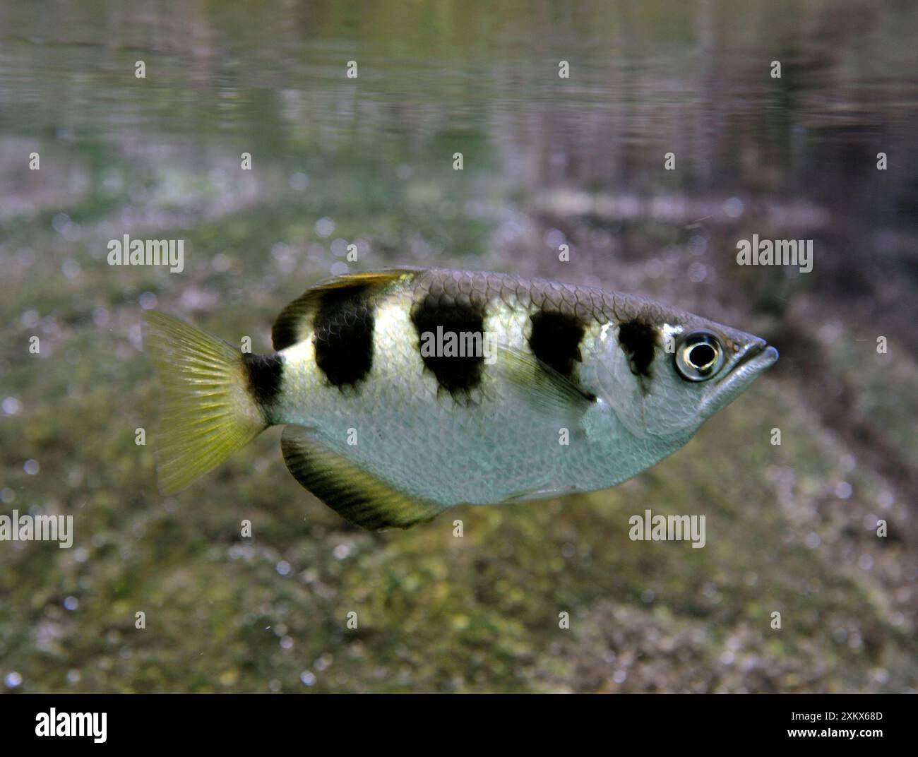 Archer Fish, coastal fresh waters and brackish waters Stock Photo - Alamy