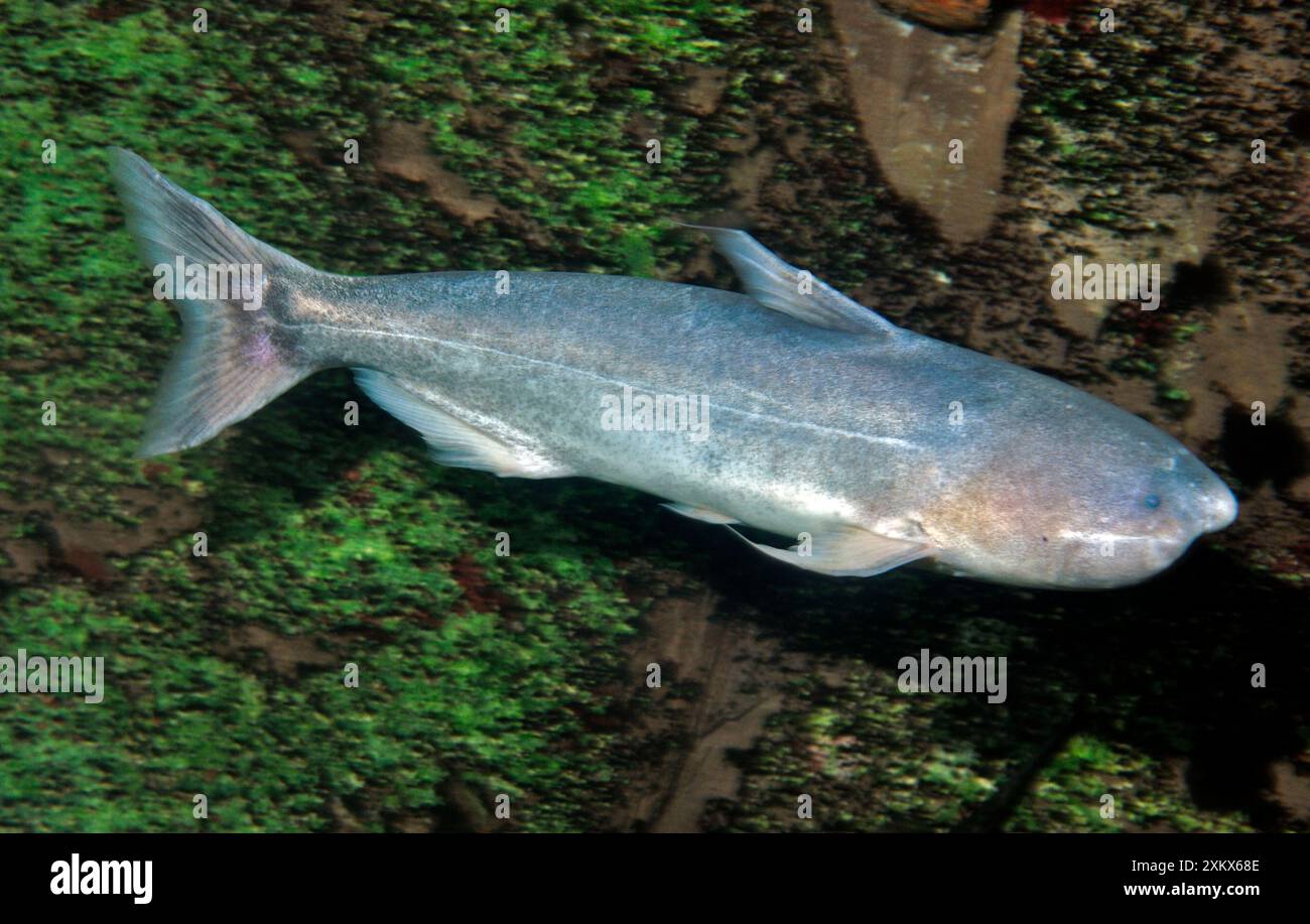 Aggresive fish hi-res stock photography and images - Alamy