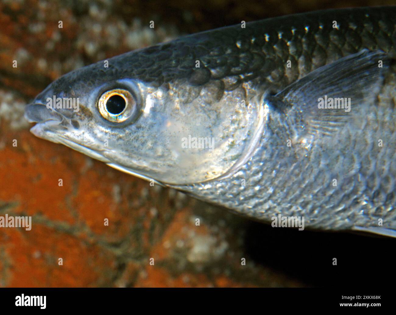 Thick hi-res stock photography and images - Alamy