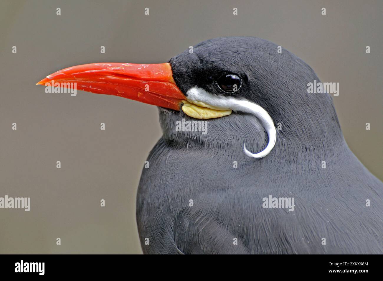 Inca Tern - coasts of Peru and Chile Stock Photo - Alamy