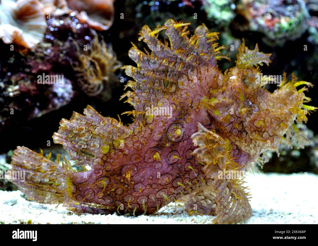Eschmeyer's Scorpion Fish Stock Photo - Alamy