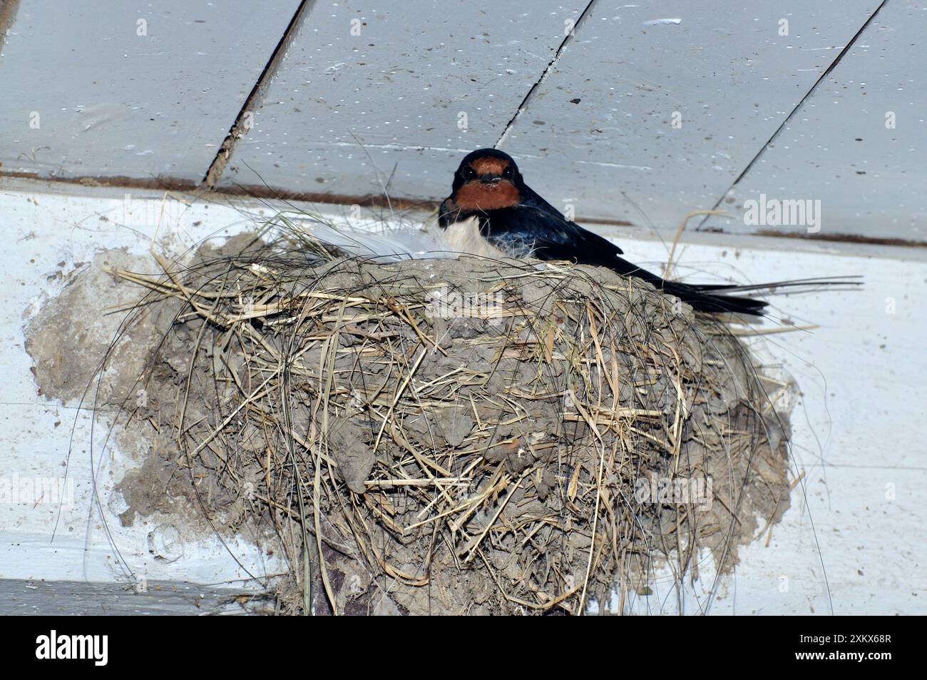 Barn swallow nest hi-res stock photography and images - Alamy