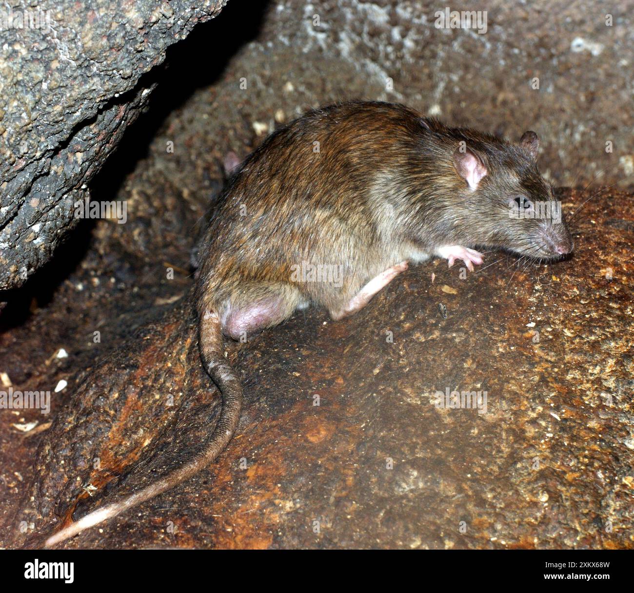Brown / Common / Norway Rat - adult male with descended Stock Photo - Alamy