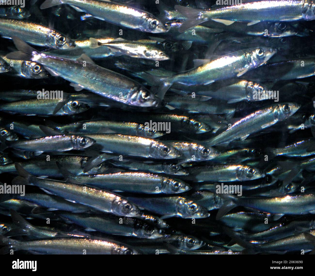 Herring, historically important shoaling fish Stock Photo - Alamy
