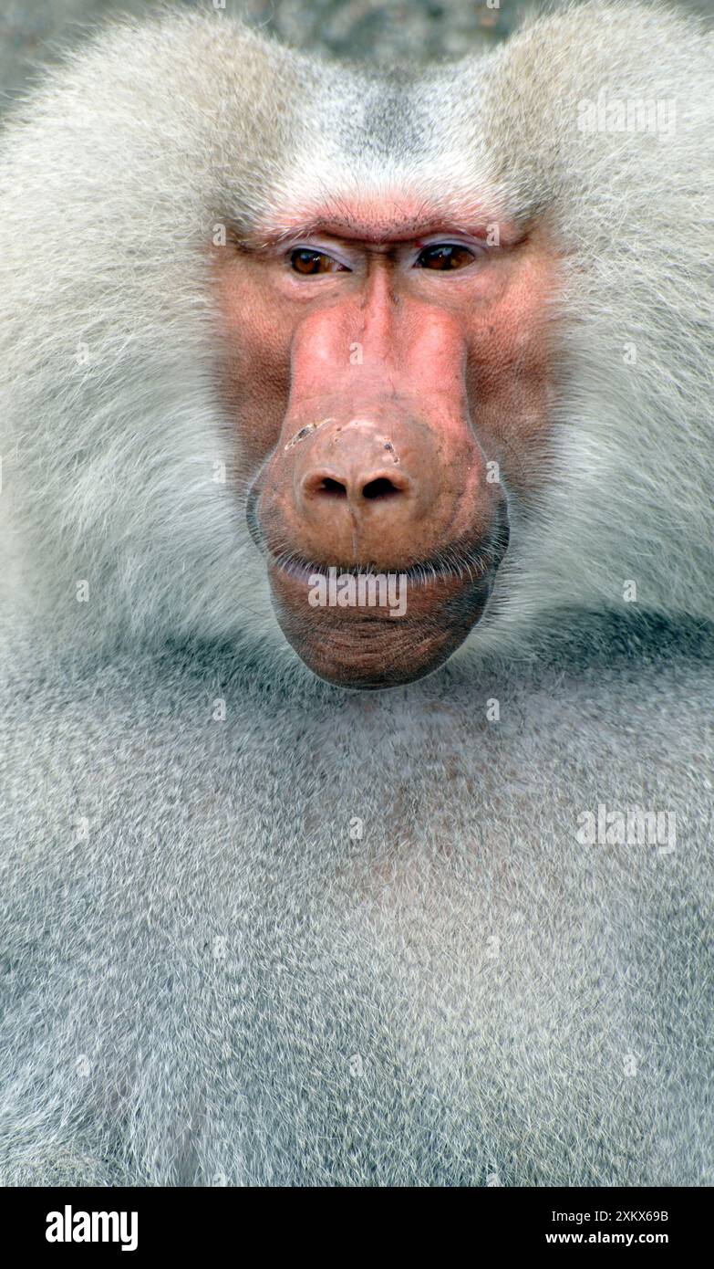 Adult adults animal animals hi-res stock photography and images - Alamy