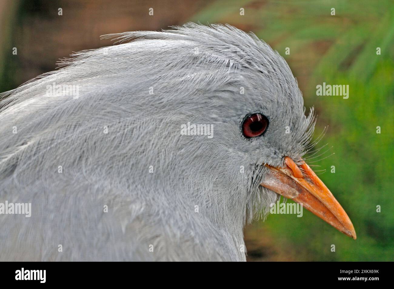 Kagu hi-res stock photography and images - Alamy