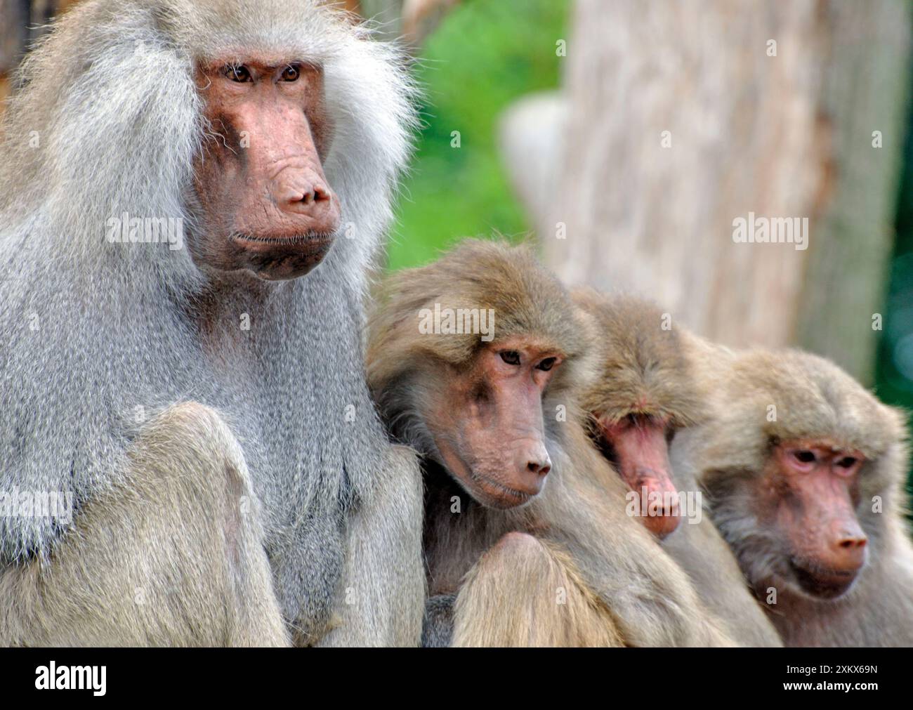 Sacred Baboon - male with his harem Stock Photo - Alamy