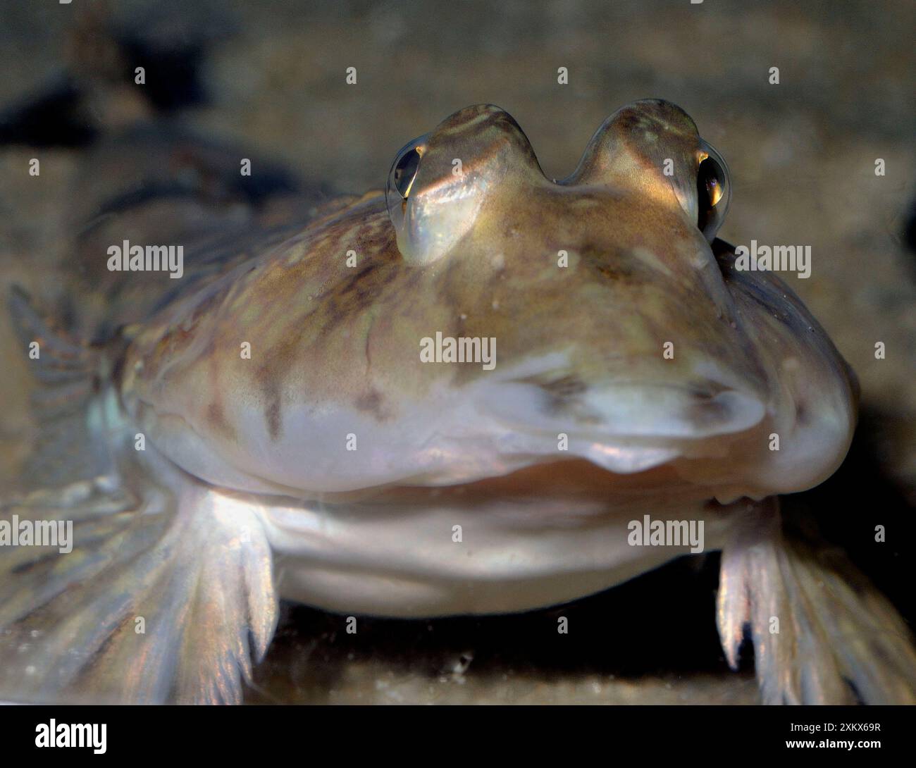 Dragonet fish hi-res stock photography and images - Alamy