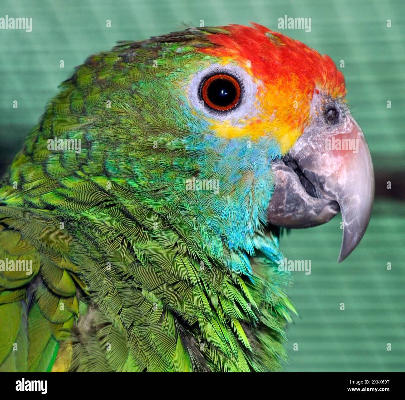 Endemic parrot hi-res stock photography and images - Alamy