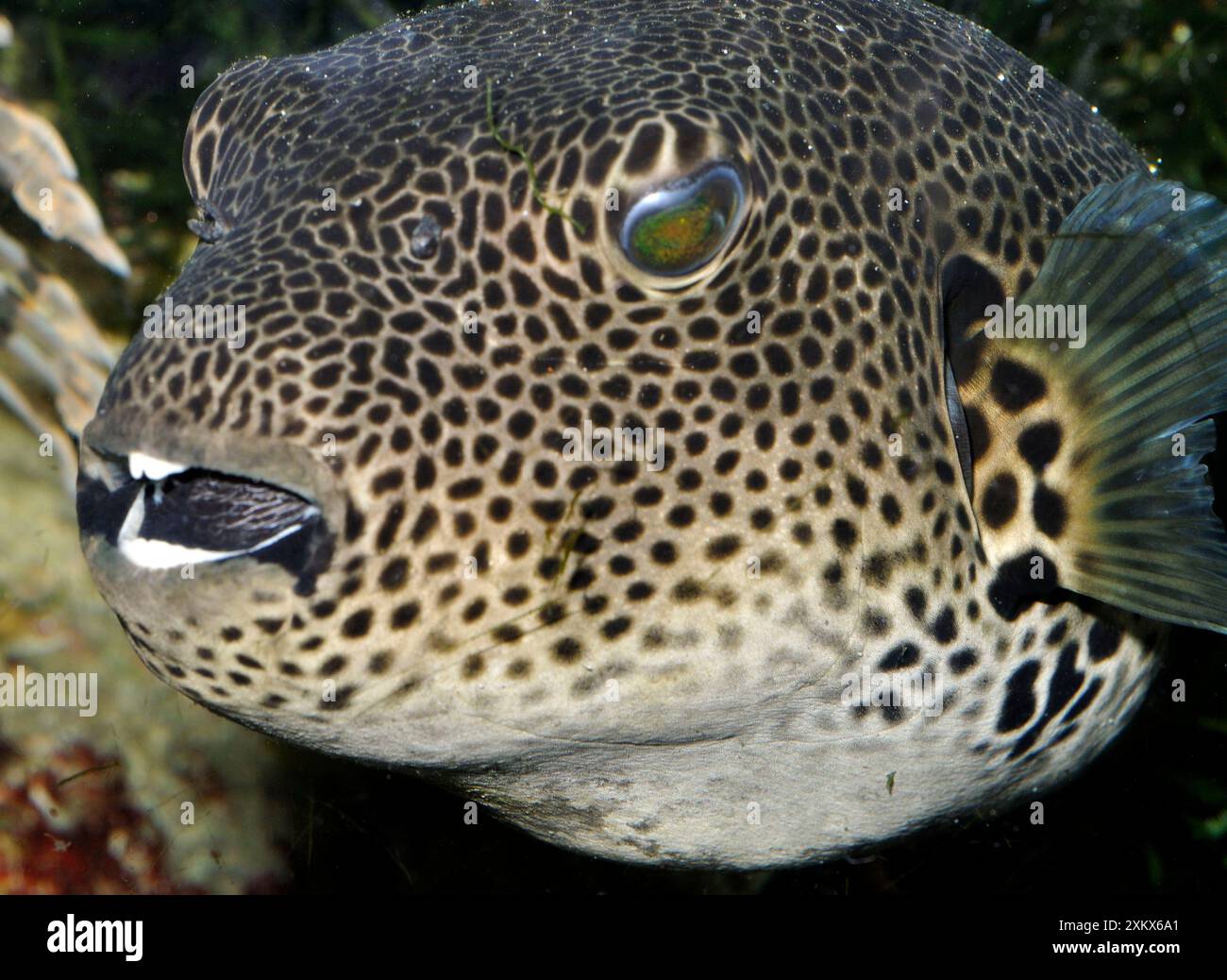 Indo pacific pufferfish hi-res stock photography and images - Alamy
