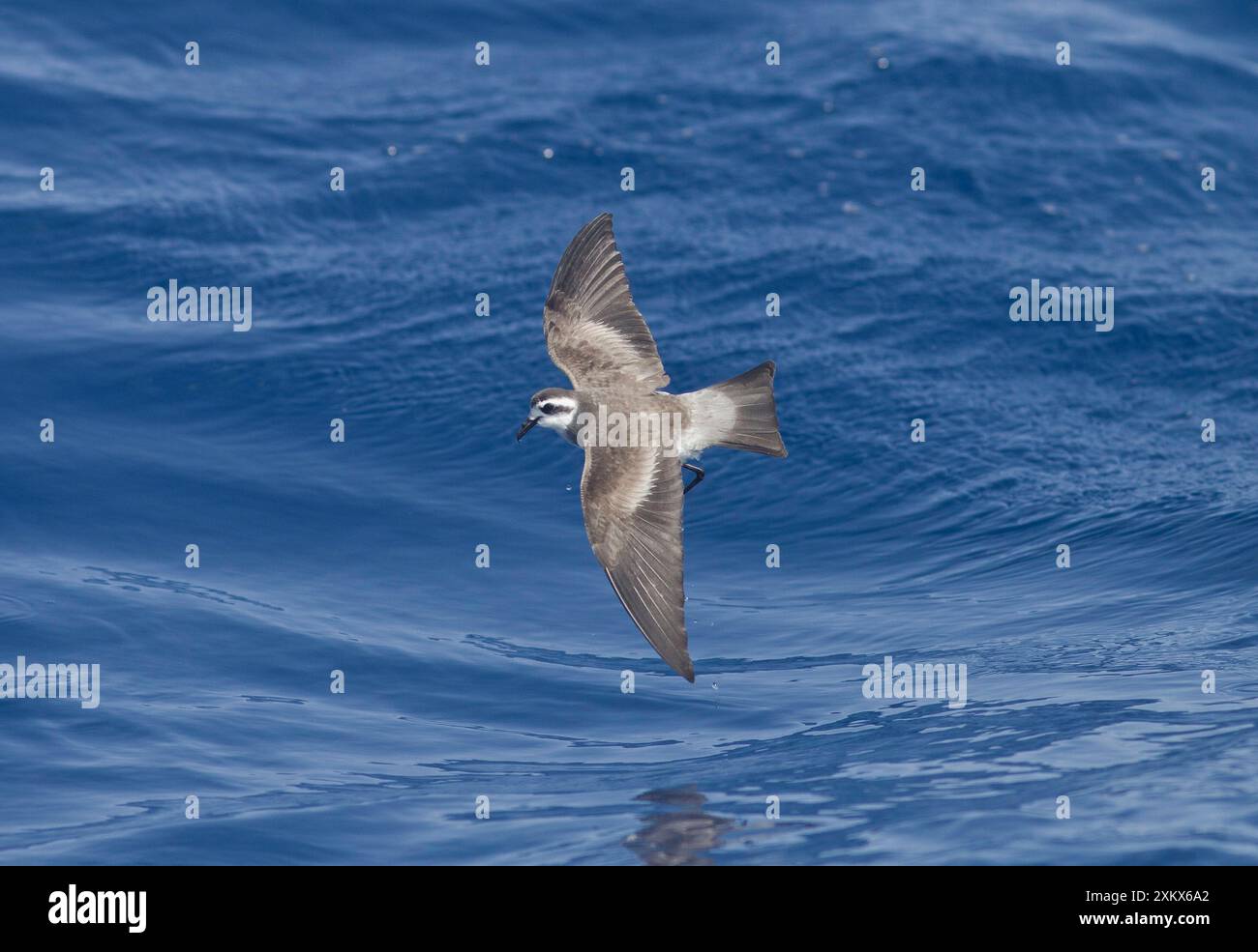 White-faced Storm-Petrel - in flight over the sea Stock Photo - Alamy