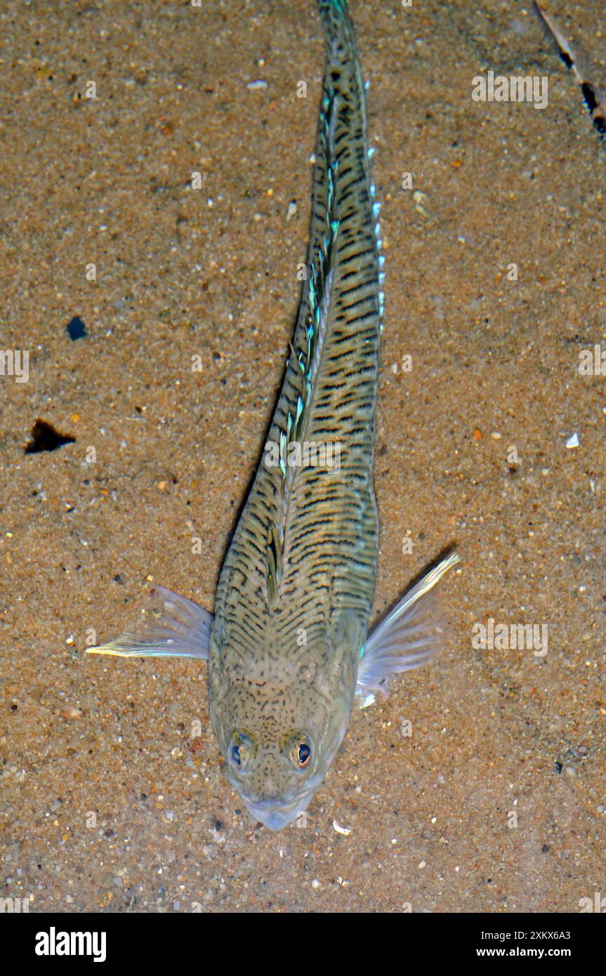Trachinus draco greater weever hi-res stock photography and images - Alamy