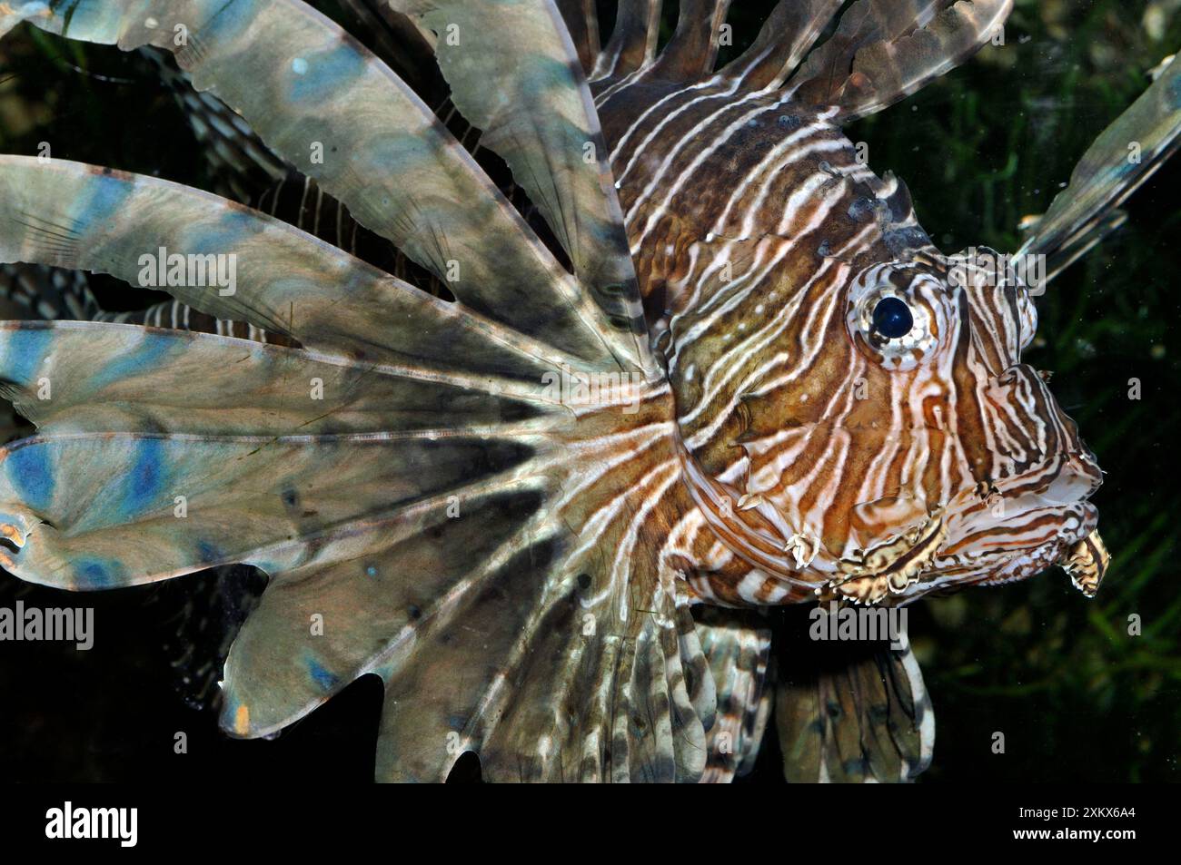 Red Lionfish / Dragon Fish Stock Photo - Alamy