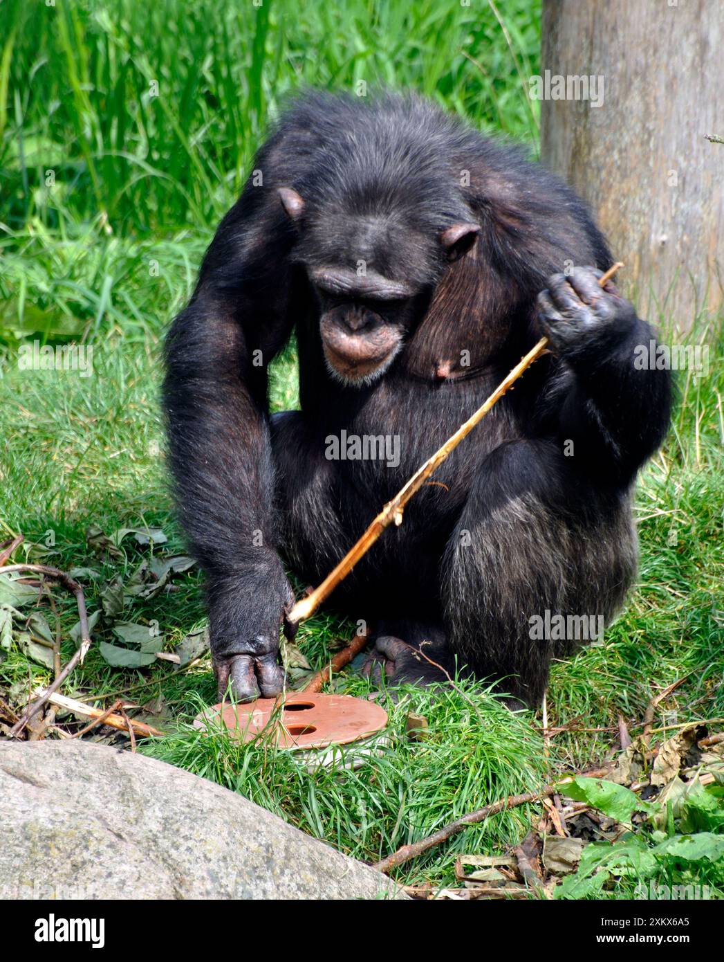 Chimpanzee using a stick to retrieve food from underground Stock Photo ...