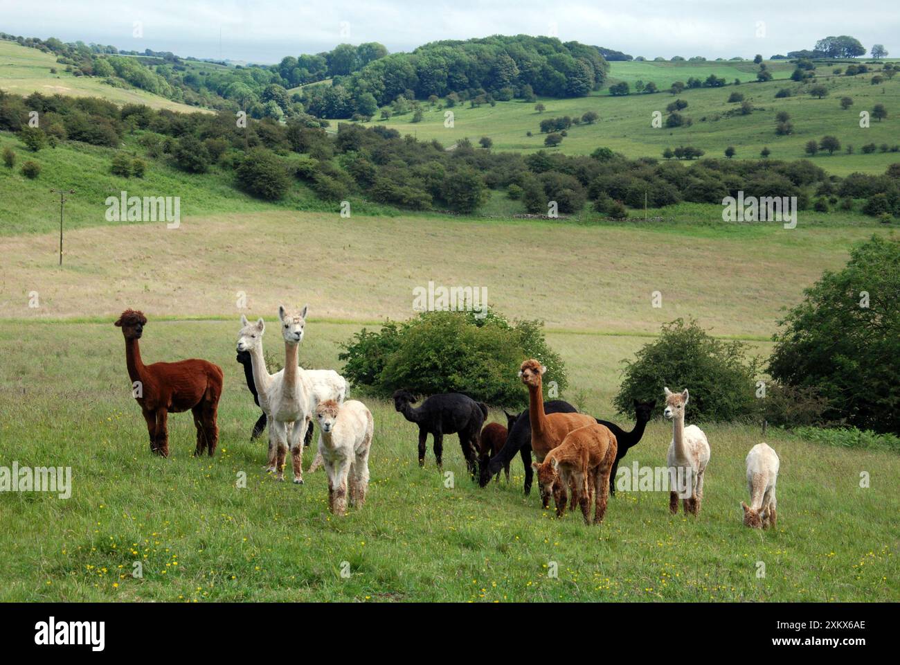 Alpacas on an English farm Stock Photo - Alamy