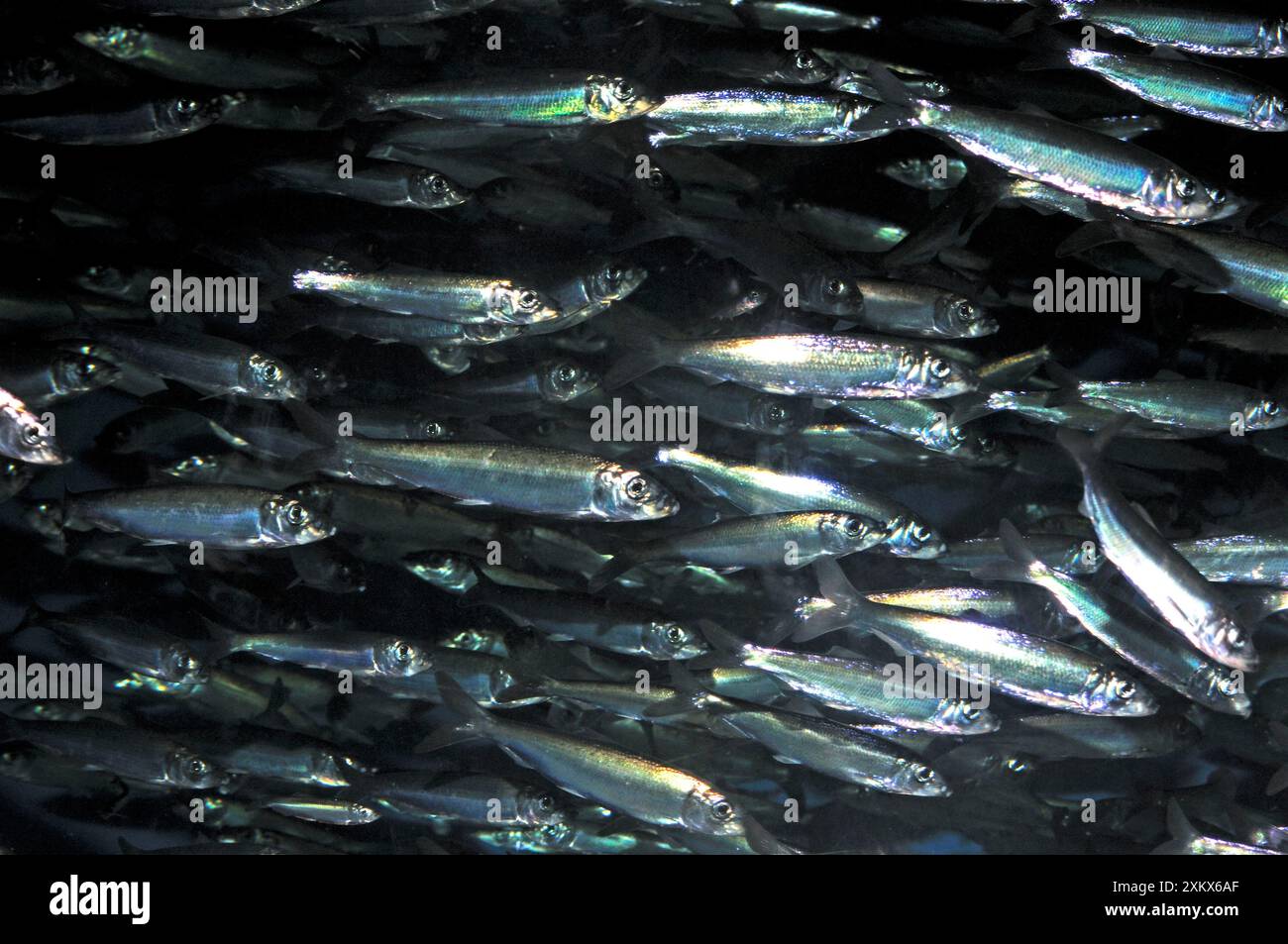 Herring, historically important shoaling fish Stock Photo - Alamy