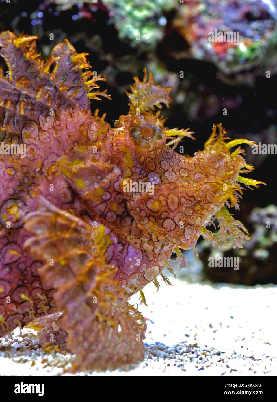 Eschmeyer hi-res stock photography and images - Alamy