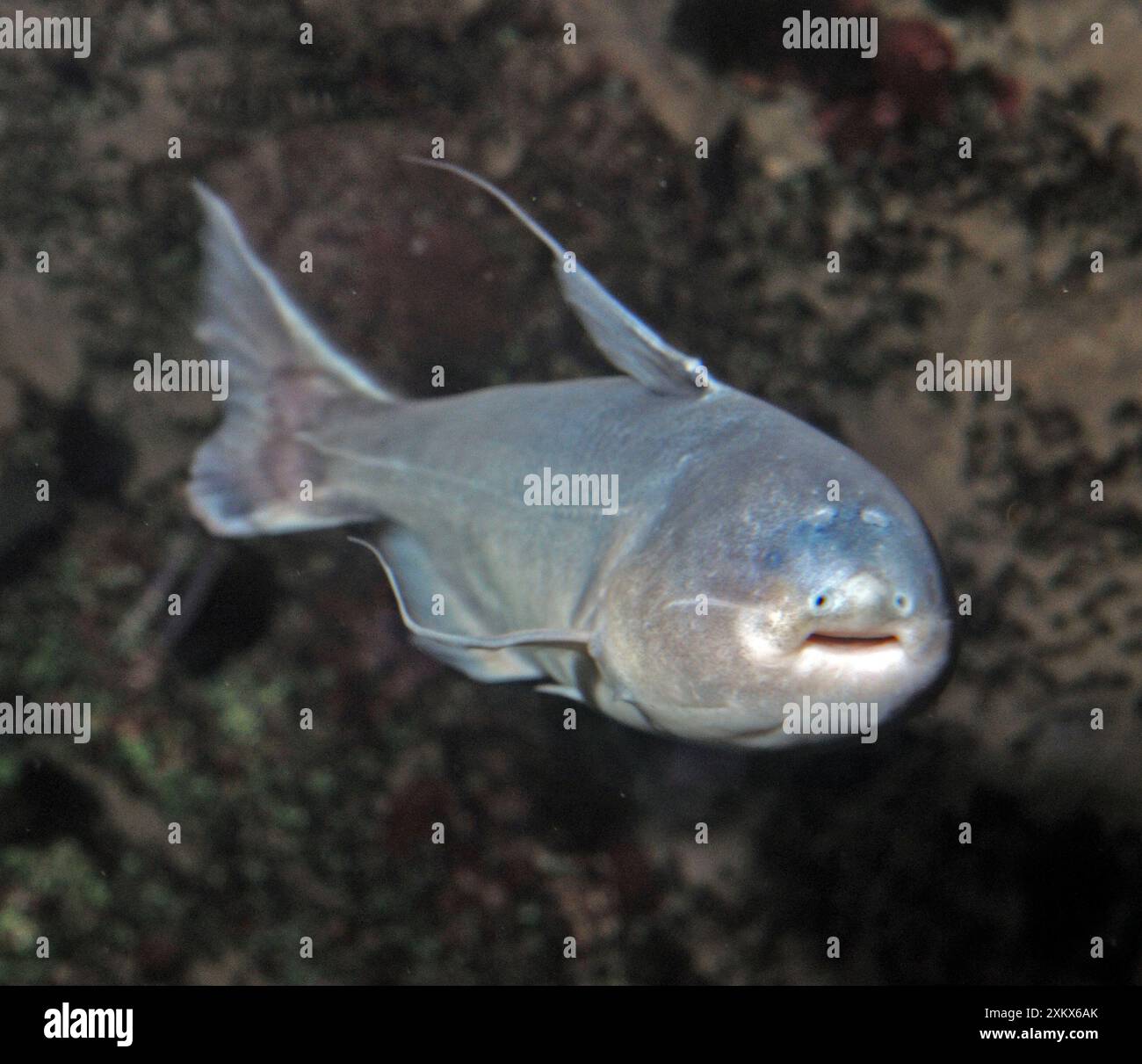 Aggresive fish hi-res stock photography and images - Alamy