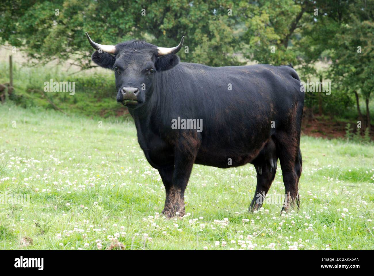 Dexter Cow, pedigree rare breed Stock Photo - Alamy
