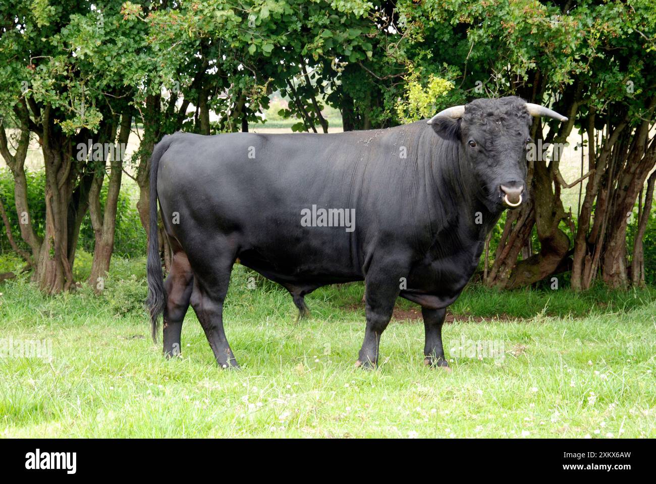 Bull breeds hi-res stock photography and images - Alamy