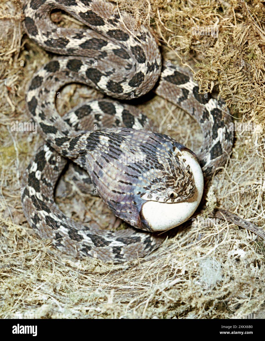 Egg Eating Snake - forcing the egg into its throat Stock Photo - Alamy