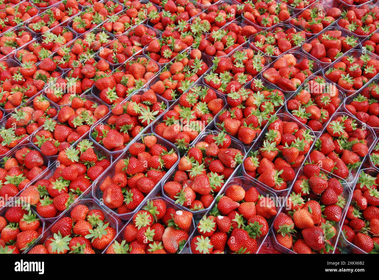 Strawberries - cultivated plants Stock Photo - Alamy