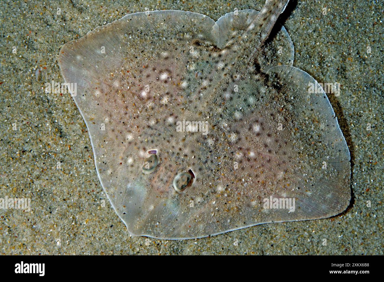 Thornback skate raja clavata hi-res stock photography and images - Alamy