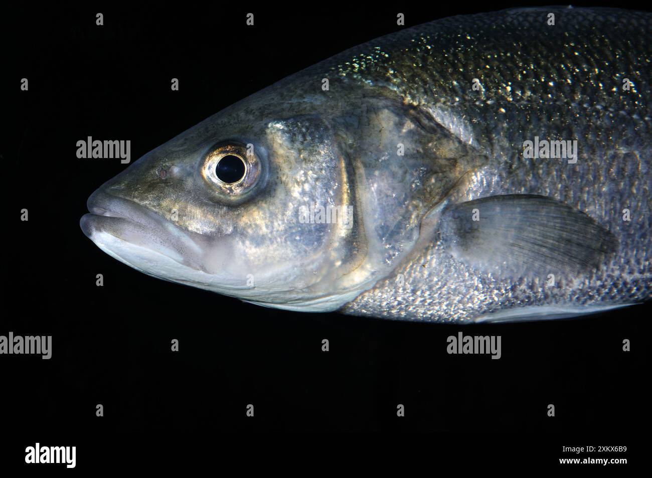 Seabass fish underwater in hi-res stock photography and images - Alamy