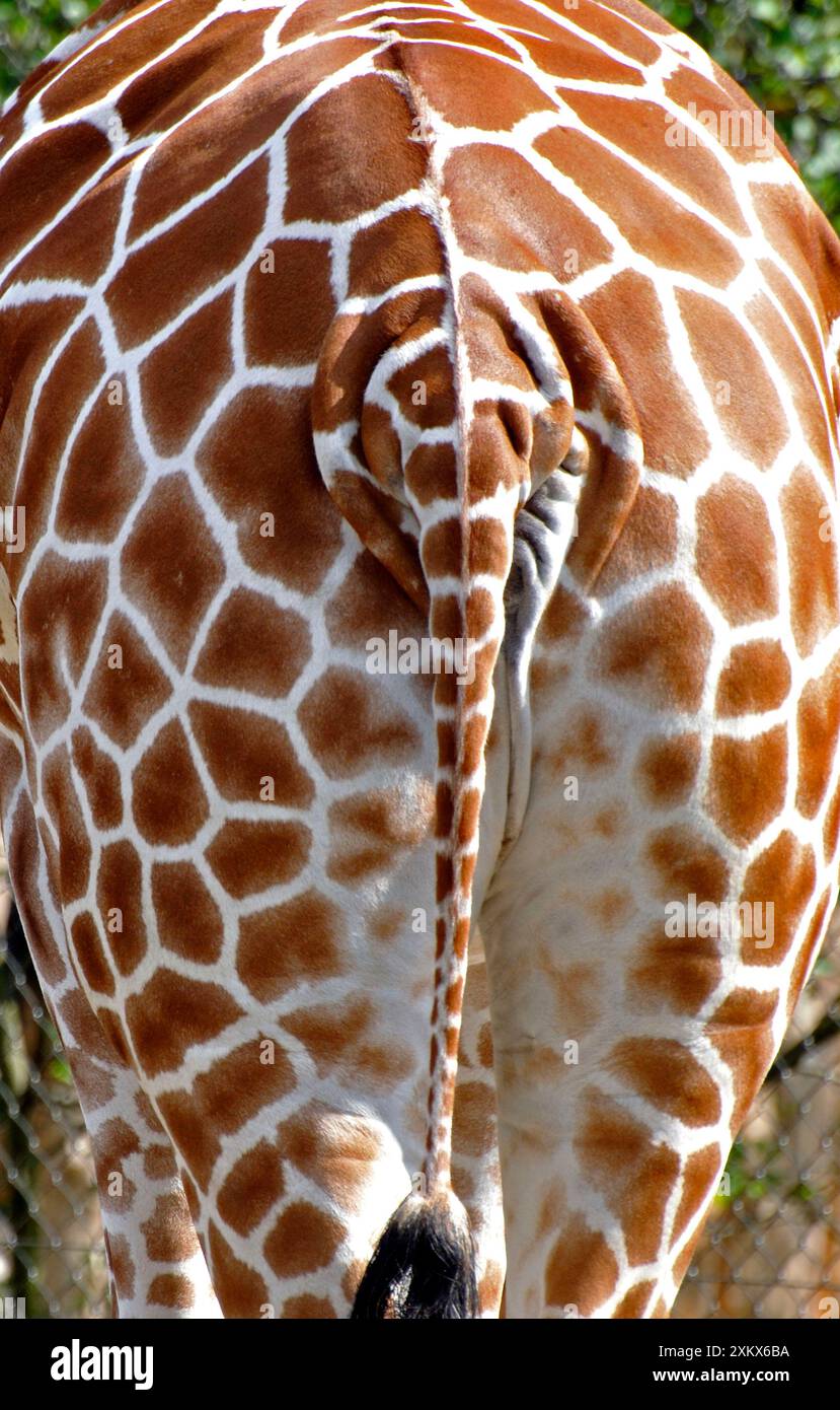 Giraffe - rear view - Africa (Giraffa camelopardalis Stock Photo - Alamy