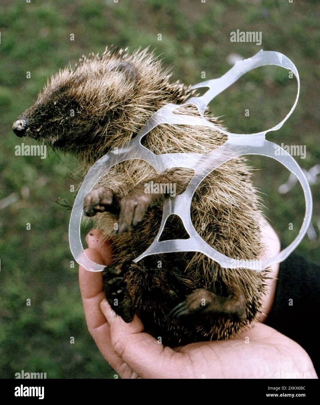 Hedgehog - tangled up in plastic six-pack holder Stock Photo - Alamy