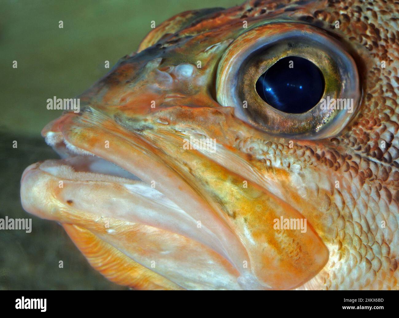 Norway redfish hi-res stock photography and images - Alamy