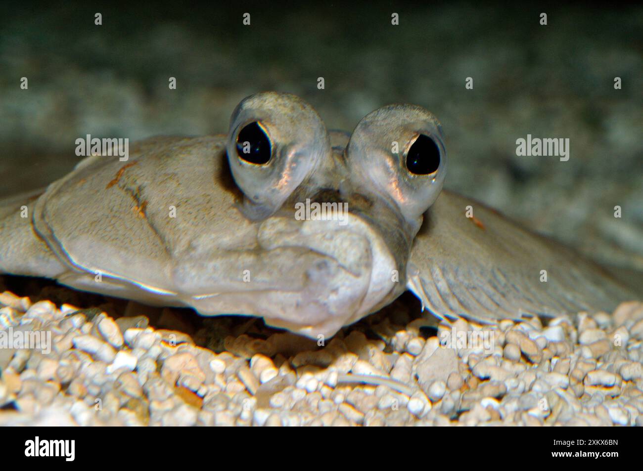 Flatfish plaice seabed hi-res stock photography and images - Alamy