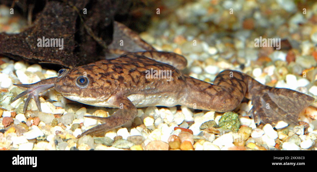 African Clawed Toad Stock Photo - Alamy