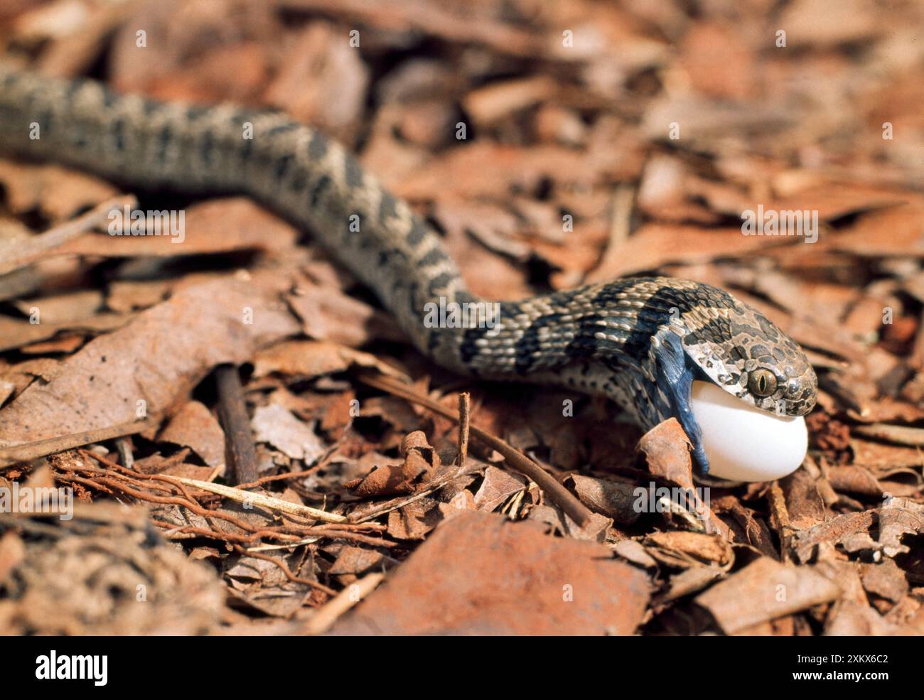 Egg-eating Snake - eating egg - sequence 3 of 7 Stock Photo - Alamy